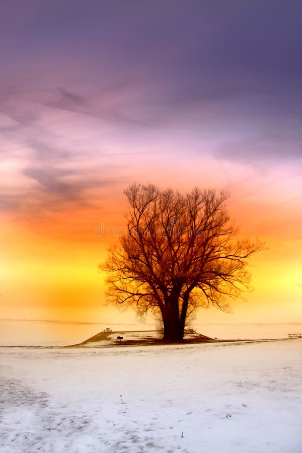 8,957 Vertical Single Tree Stock Photos - Free & Royalty-Free Stock ...