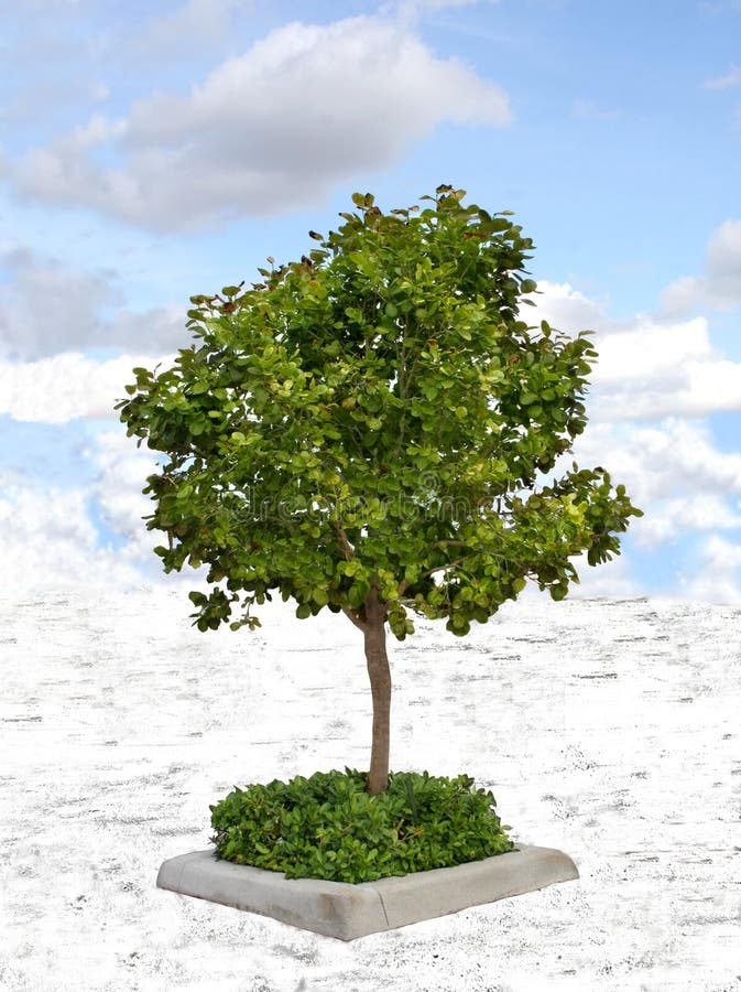 Single tree stock image. Image of scenic, tree, strongminit - 13174023