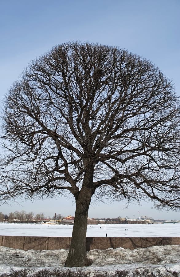 Single tree. stock image. Image of tree, outdoors, travel - 13784539