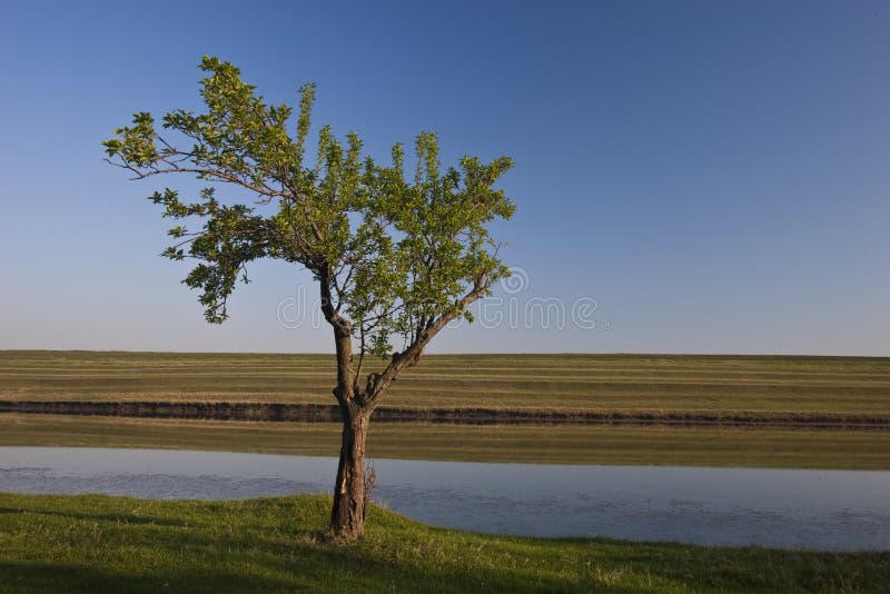 A single tree stock photo. Image of horizon, landscape - 14127010