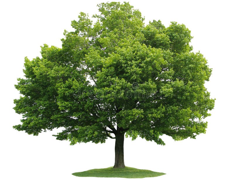 Single tree stock photo. Image of green, isolation, rural - 6455420