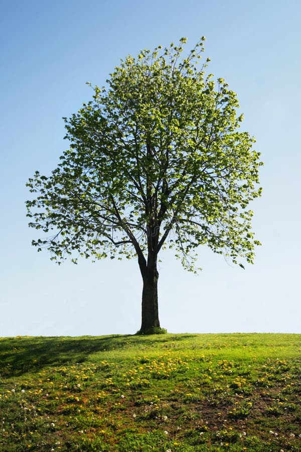 Single tree stock photo. Image of leafs, corn, natural - 14358730