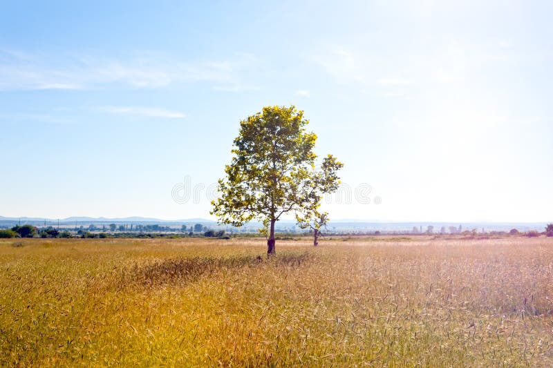 Single tree stock image. Image of scenic, tree, panorama - 14971613