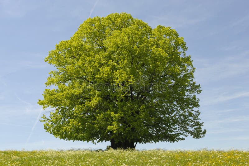 Single Tree Free Stock Photos & Pictures, Single Tree Royalty-Free and ...