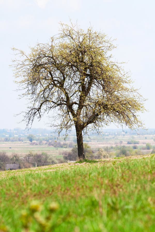 Single Tree Beautiful Garden Stock Images - Download 20,754 Royalty ...