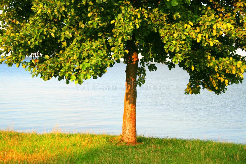 Single tree stock photo. Image of central, growth, center - 19870060