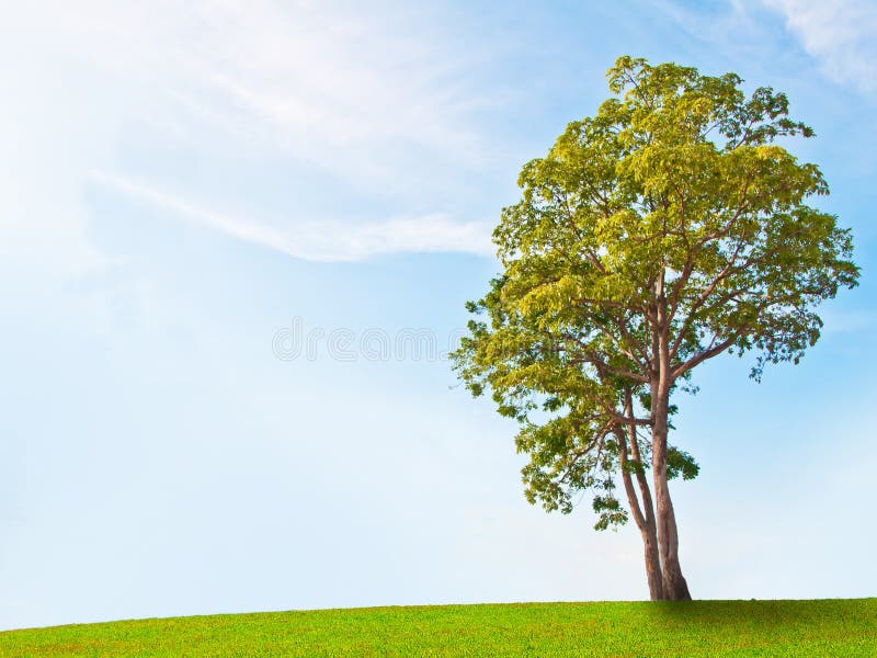 Single tree stock photo. Image of pasture, tree, sunny - 22037208