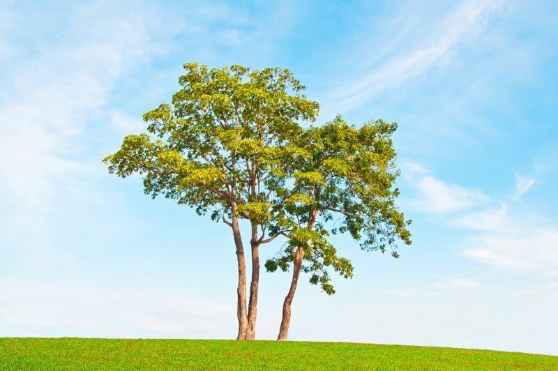 Single tree stock image. Image of sunny, meadow, lawn - 22037161