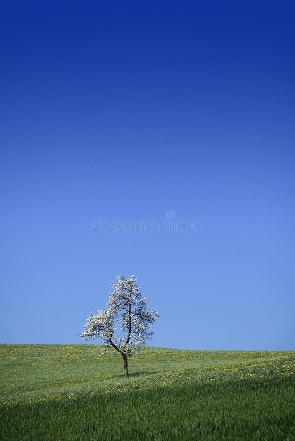 Single tree stock photo. Image of grass, single, plant - 2264744