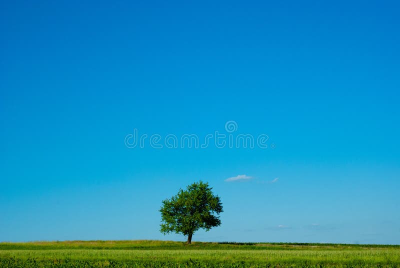 Single Tree on a Beautiful and Vast Green Meadow Stock Image - Image of ...