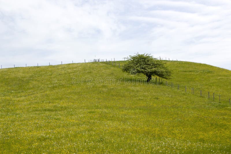 Single tree stock image. Image of grass, beautiful, lonely - 25067373