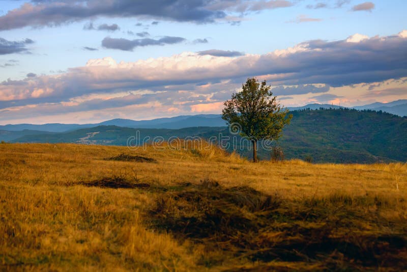 Single autumn tree stock photo. Image of grow, nature - 11531620
