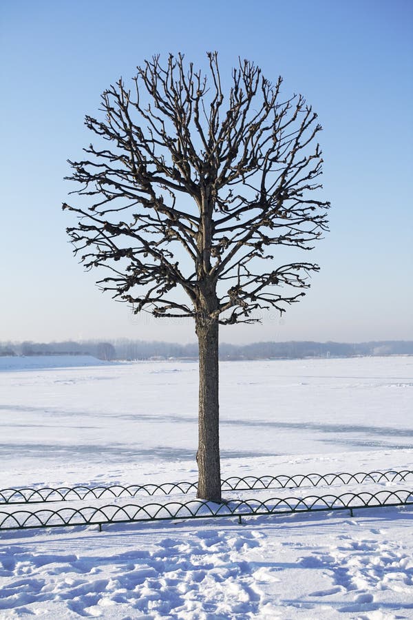Single tree stock photo. Image of lone, winter, single - 28097552