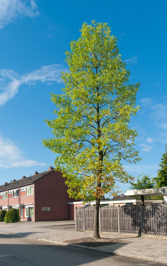 Single tree stock photo. Image of single, leaves, tree - 28746080