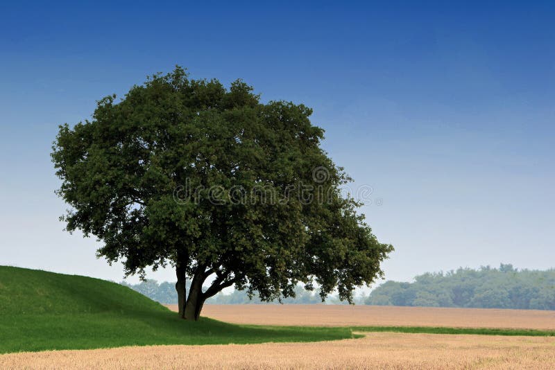 Single Tree Free Stock Photos & Pictures, Single Tree Royalty-Free and ...