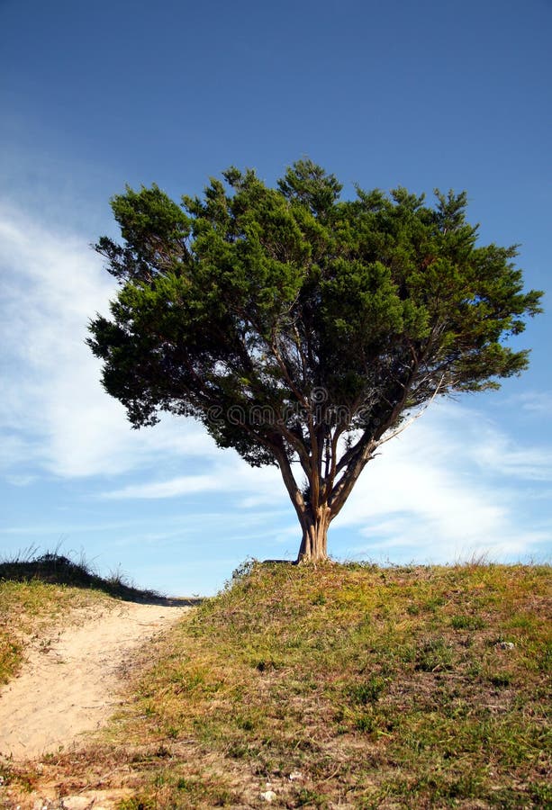 Single Tree Free Stock Photos & Pictures, Single Tree Royalty-Free and ...