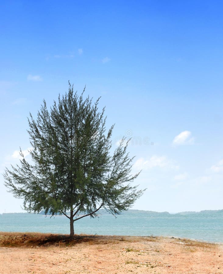 Single Tree stock photo. Image of barren, plant, alone - 4391826