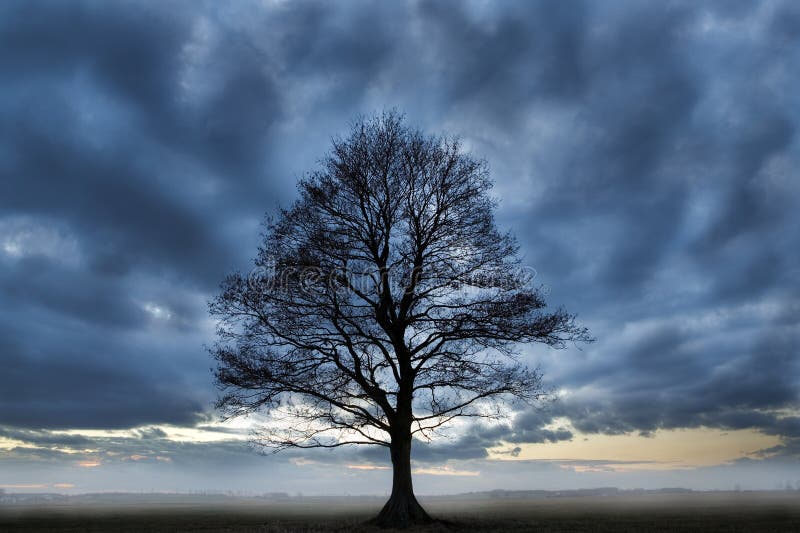 Single pea stock image. Image of abstract, garden, inside - 2892155