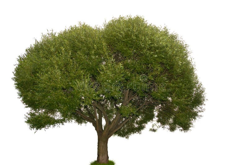 Single tree stock image. Image of country, isolated, grass - 894833