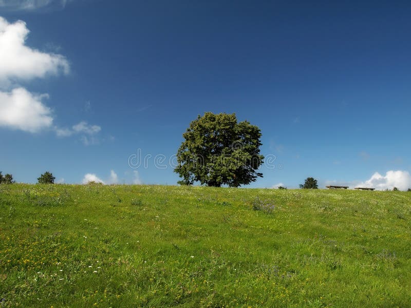 Single Tree Free Stock Photos & Pictures, Single Tree Royalty-Free and ...