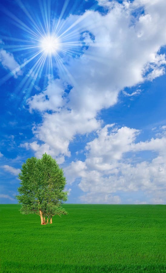Single tree stock photo. Image of field, green, magnificent - 8879594