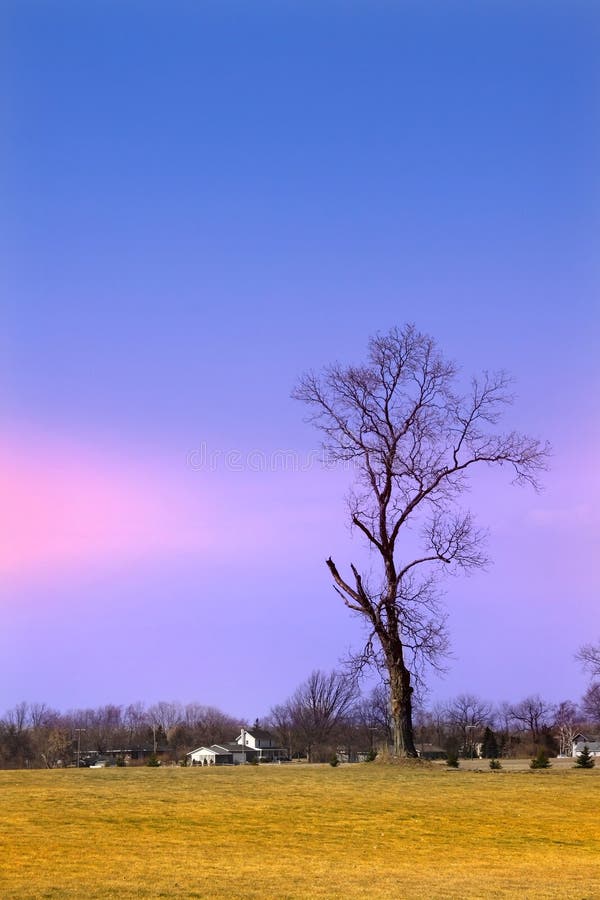Single Tree Free Stock Photos & Pictures, Single Tree Royalty-Free and ...