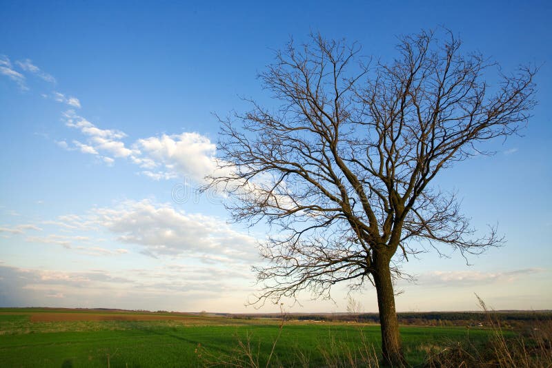 Single Tree Free Stock Photos & Pictures, Single Tree Royalty-Free and ...