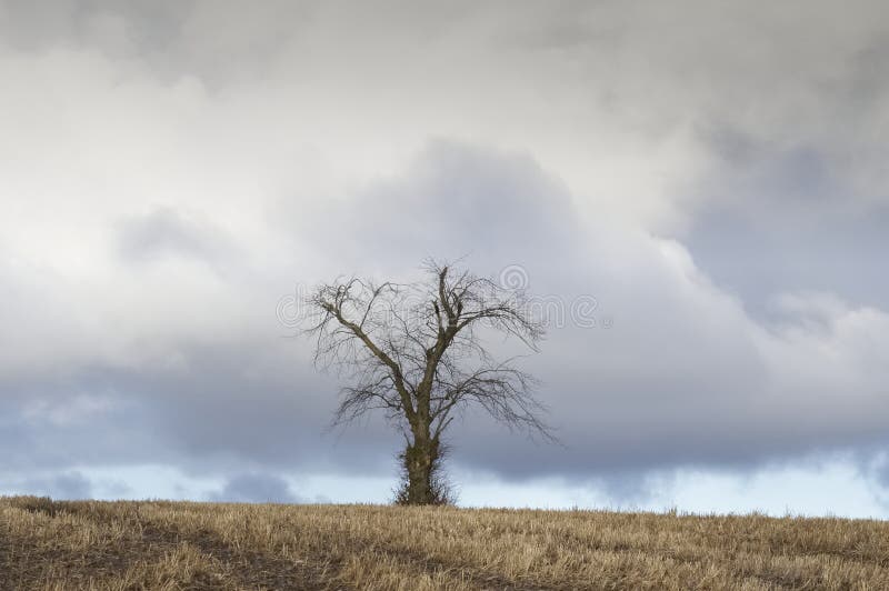 Single Tree Alone on Farm Field and Sky Storm Clouds Stock Photo ...