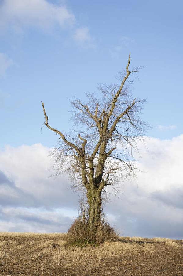 Single Tree In A Field During A Storm