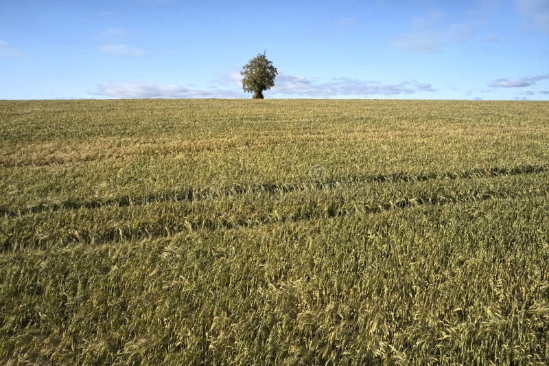 Single Tree Alone on Farm Field and Sky Storm Clouds Stock Photo ...