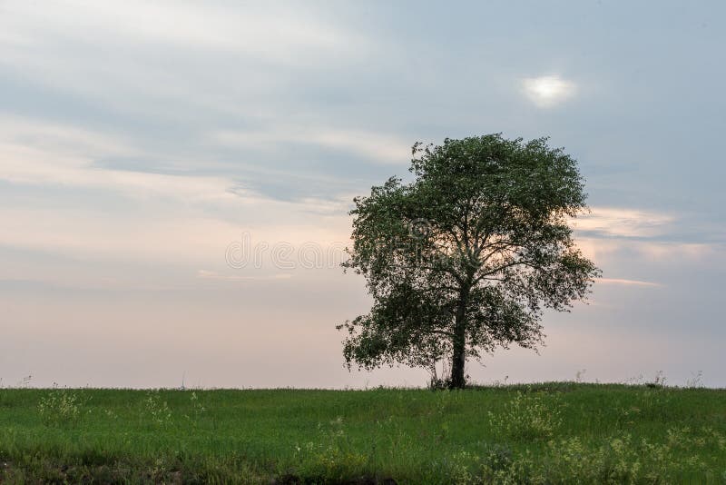 Single Tree stock photo. Image of leaves, branches, earth - 43016284