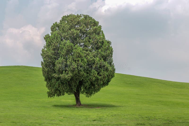 Single tree alone on field stock image. Image of grass - 76028255