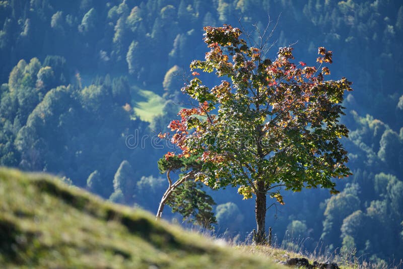 Single Tree in Alps in October Stock Photo - Image of grass, plant ...