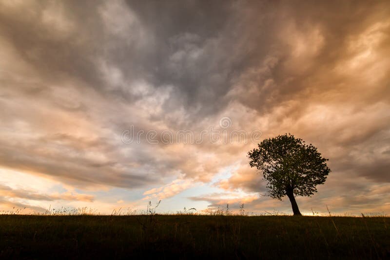 Single Tree with Amazing Colourful and Texture Clouds in Background ...