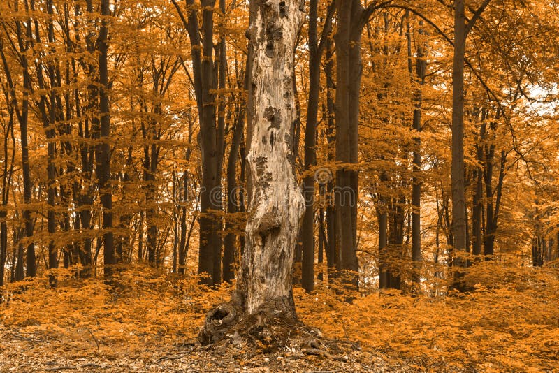 Single Tree in Autumn Forest Stock Image - Image of night, fairy: 77238861