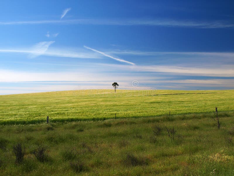 Single Tree in Barley Field Stock Image - Image of tree, open: 10600737