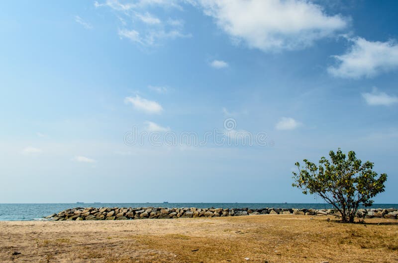 Single tree and the beach stock image. Image of horizon - 31033049
