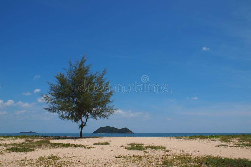 Single tree stock photo. Image of coast, tree, landscape - 47760082