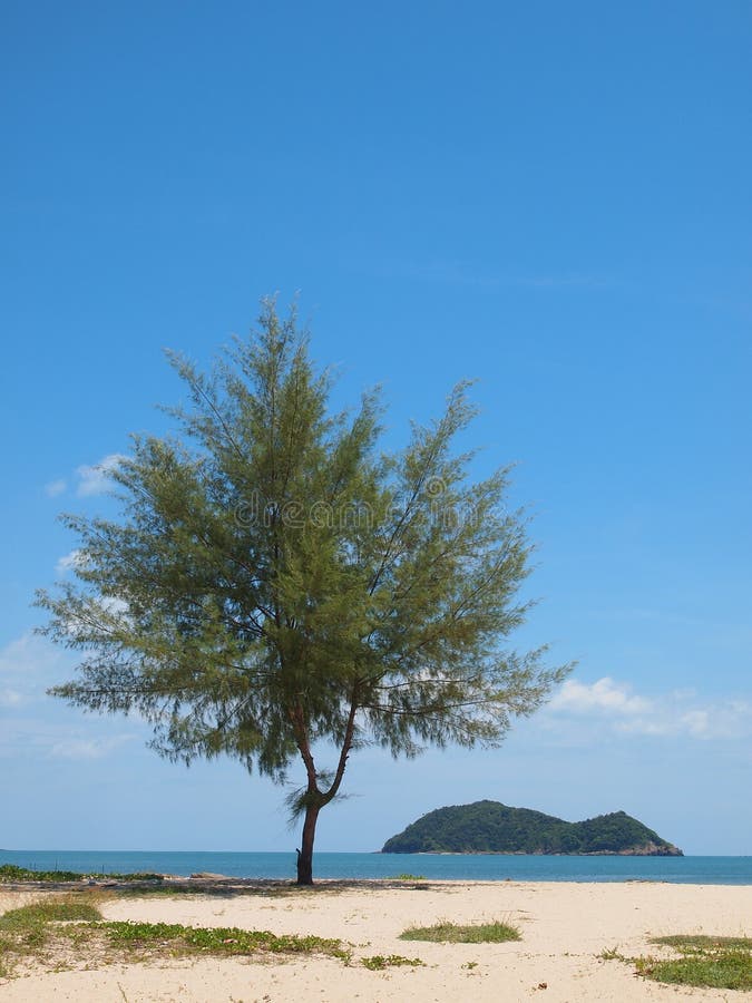 Single tree stock photo. Image of horizon, spring, beautiful - 47760086