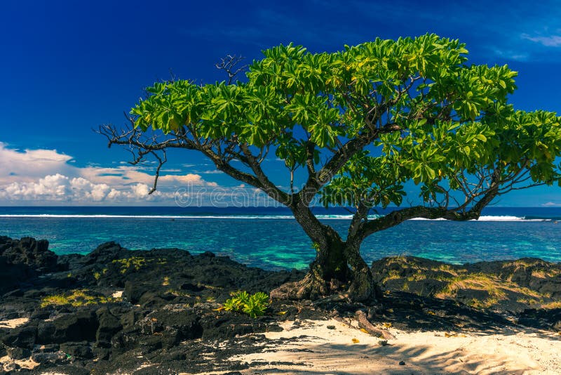 Single Tree on a Beach with Black Lava Rocks on Upolu, Samoa Stock ...