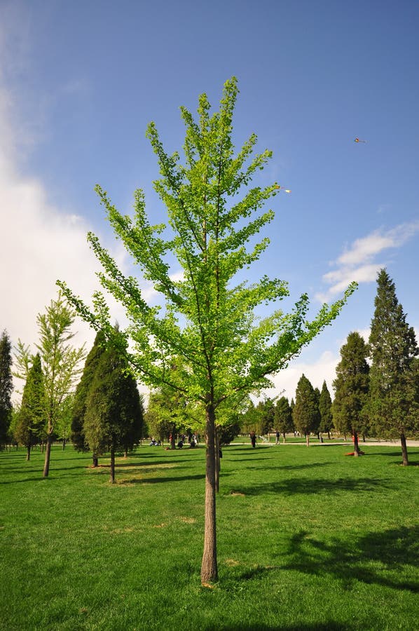 Single Tree in a Beautiful Garden Stock Image - Image of grass, blue ...