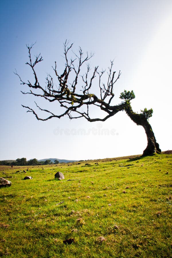 Single tree stock photo. Image of morning, cowgirl, evening - 63945650