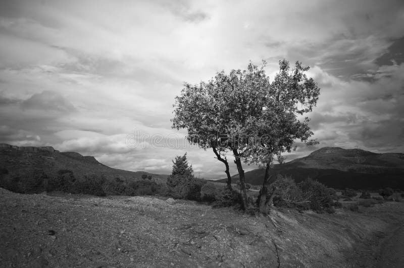 Single Tree in Black and White Stock Image - Image of dramatic, nature ...