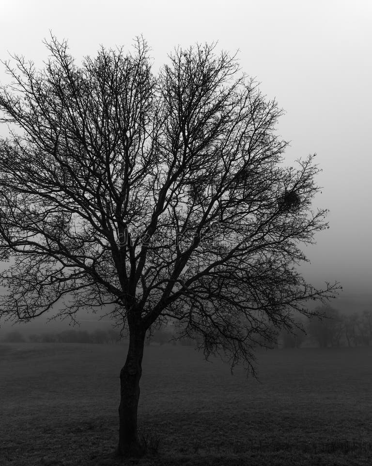 Mistletoe One Single Stock Photos - Free & Royalty-Free Stock Photos ...