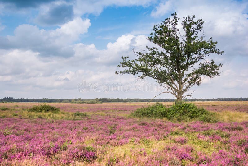 Single Tree in the Blooming Heath Fields of National Park ...