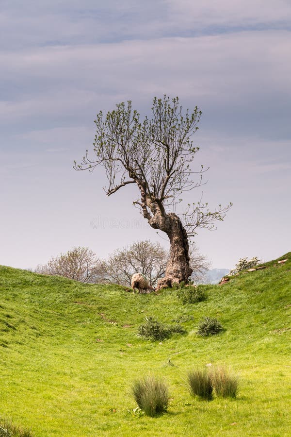 Warped Tree Trunk Exposed in Rippling Pond Stock Image - Image of dead ...