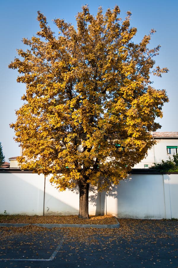 Single Tree with Brown Leaf in Autumn Stock Photo - Image of color ...