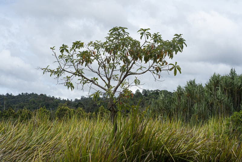 Single Tree among the Bur Rush Stock Image - Image of growth, foliage ...
