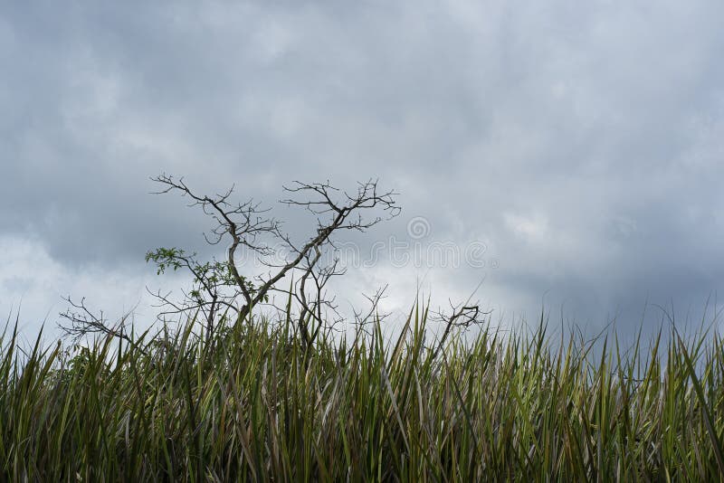 Single Tree among the Bur Rush Stock Image - Image of branches, habitat ...