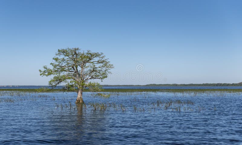 Single Tree, in a Central Florida Lake Stock Photo - Image of tranquil ...